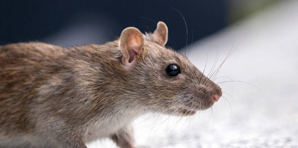 Todo lo que debes saber sobre medicina preventiva en ratas - Nido