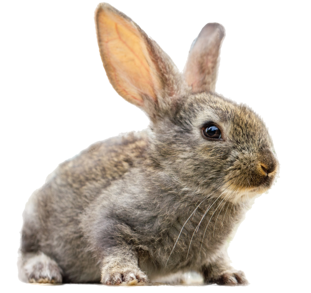 Conejo archivos • Clinica Nido