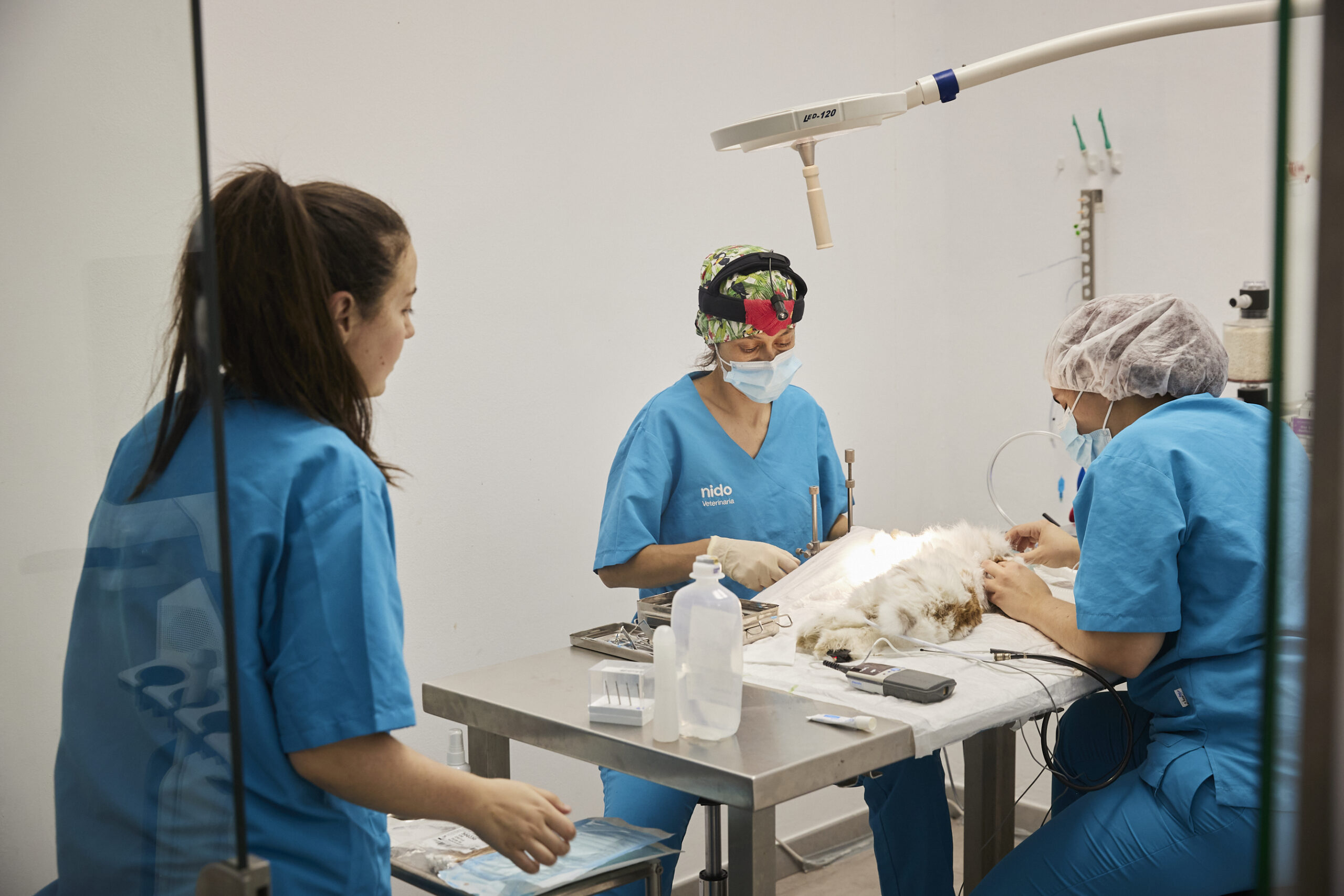 Remitir un caso • Clinica Nido