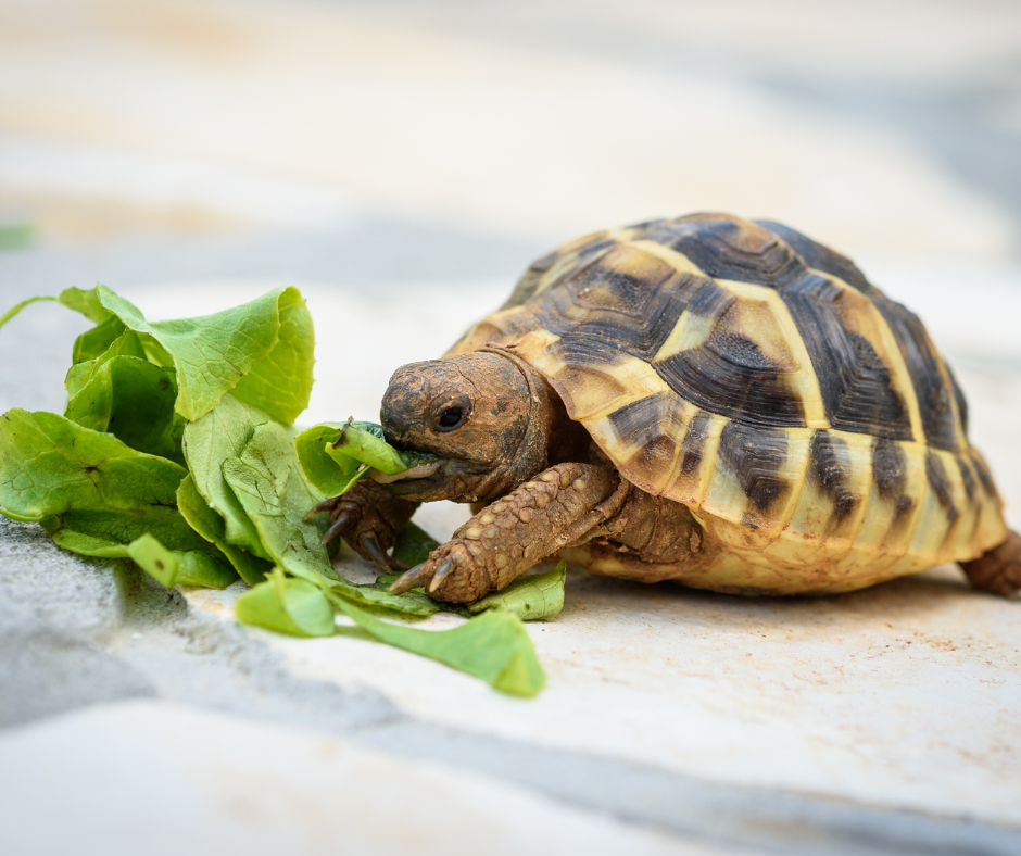 Guía de alimentación de tortugas terrestres • Clinica Nido
